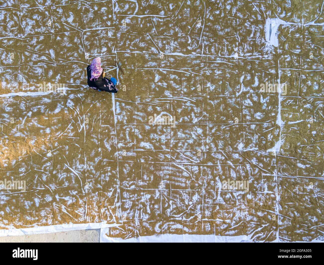 Boiled wheat which is used in bulgur production spreaded on the floor ...