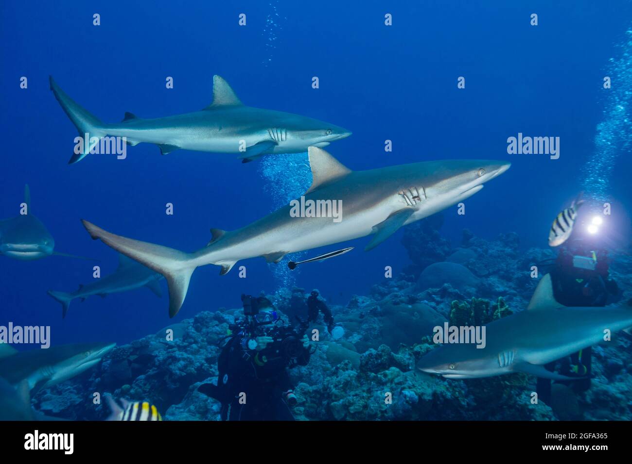 Underwater photographers (MR) take aim at gray reef sharks ...