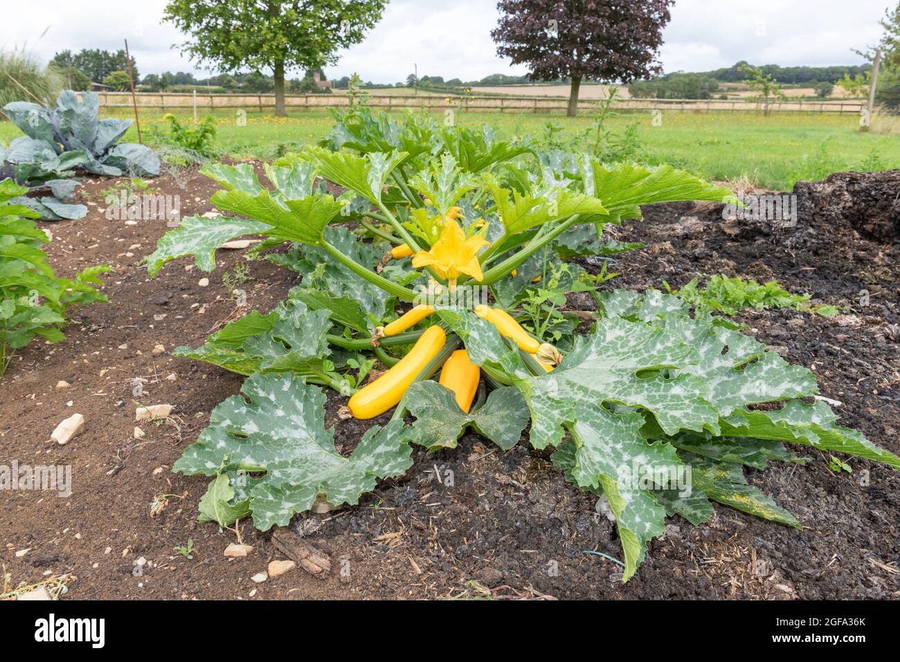 Baby marrow plant hi-res stock photography and images - Alamy