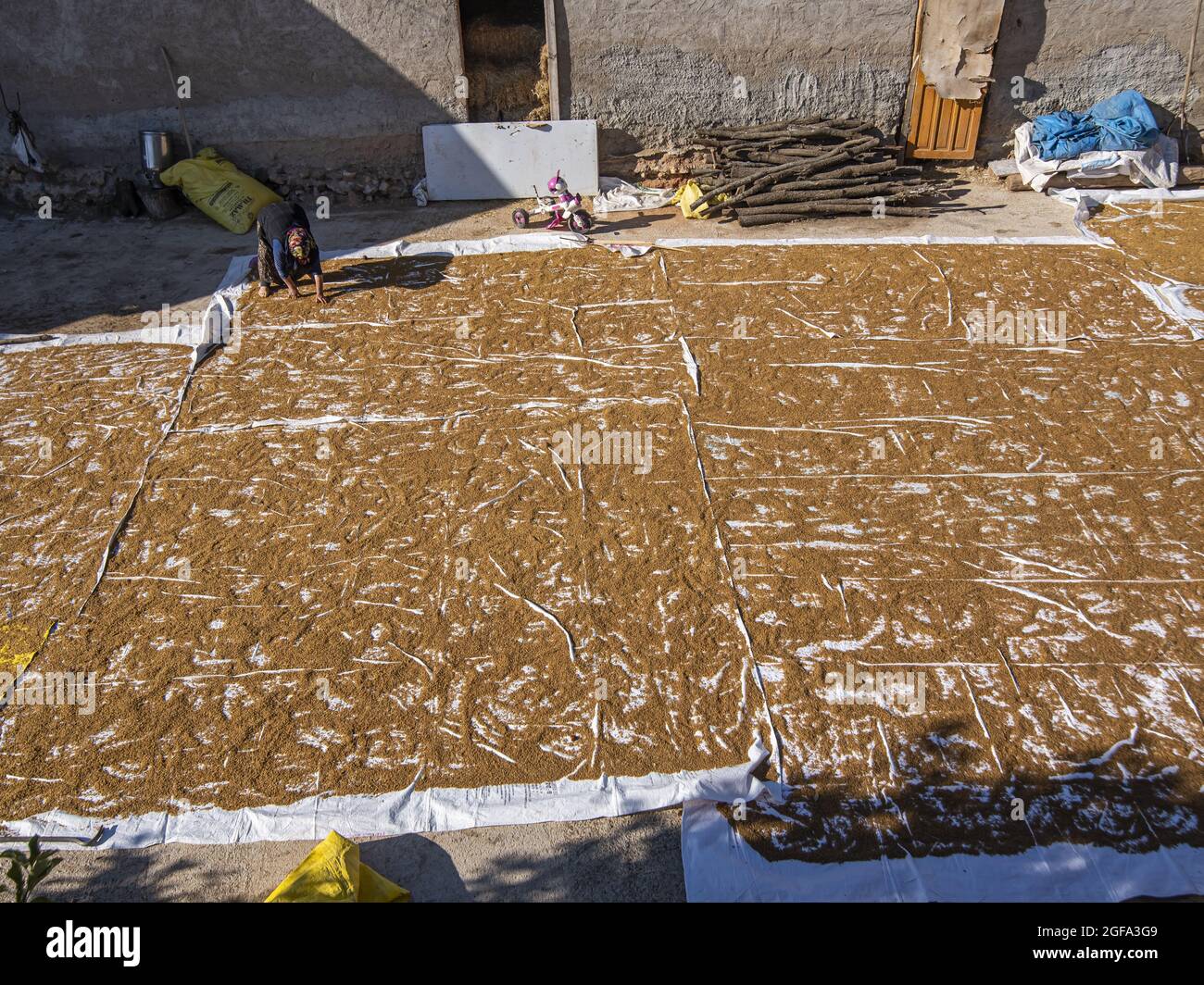 Boiled wheat which is used in bulgur production spreaded on the floor ...