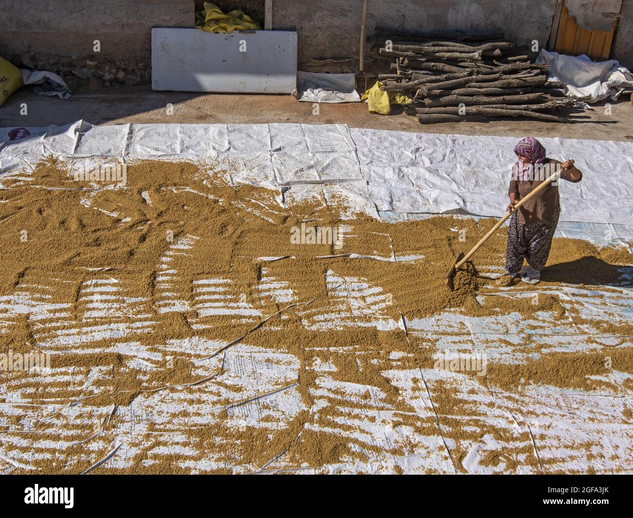Boiled wheat which is used in bulgur production spreaded on the floor ...