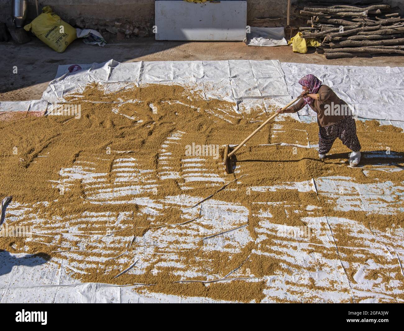 Boiled wheat which is used in bulgur production spreaded on the floor ...