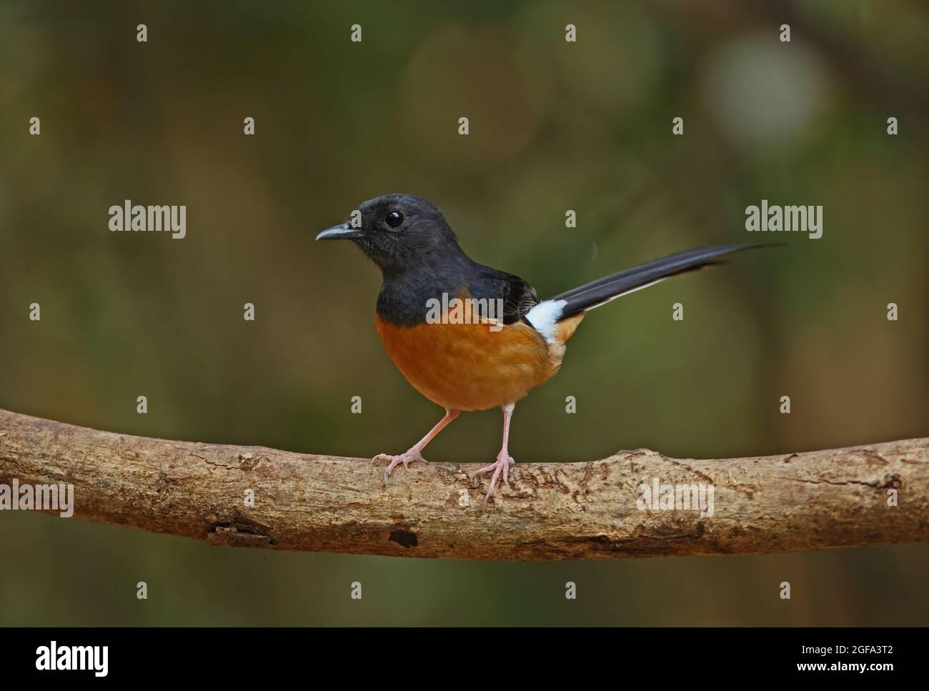 Shama bird hi-res stock photography and images - Alamy