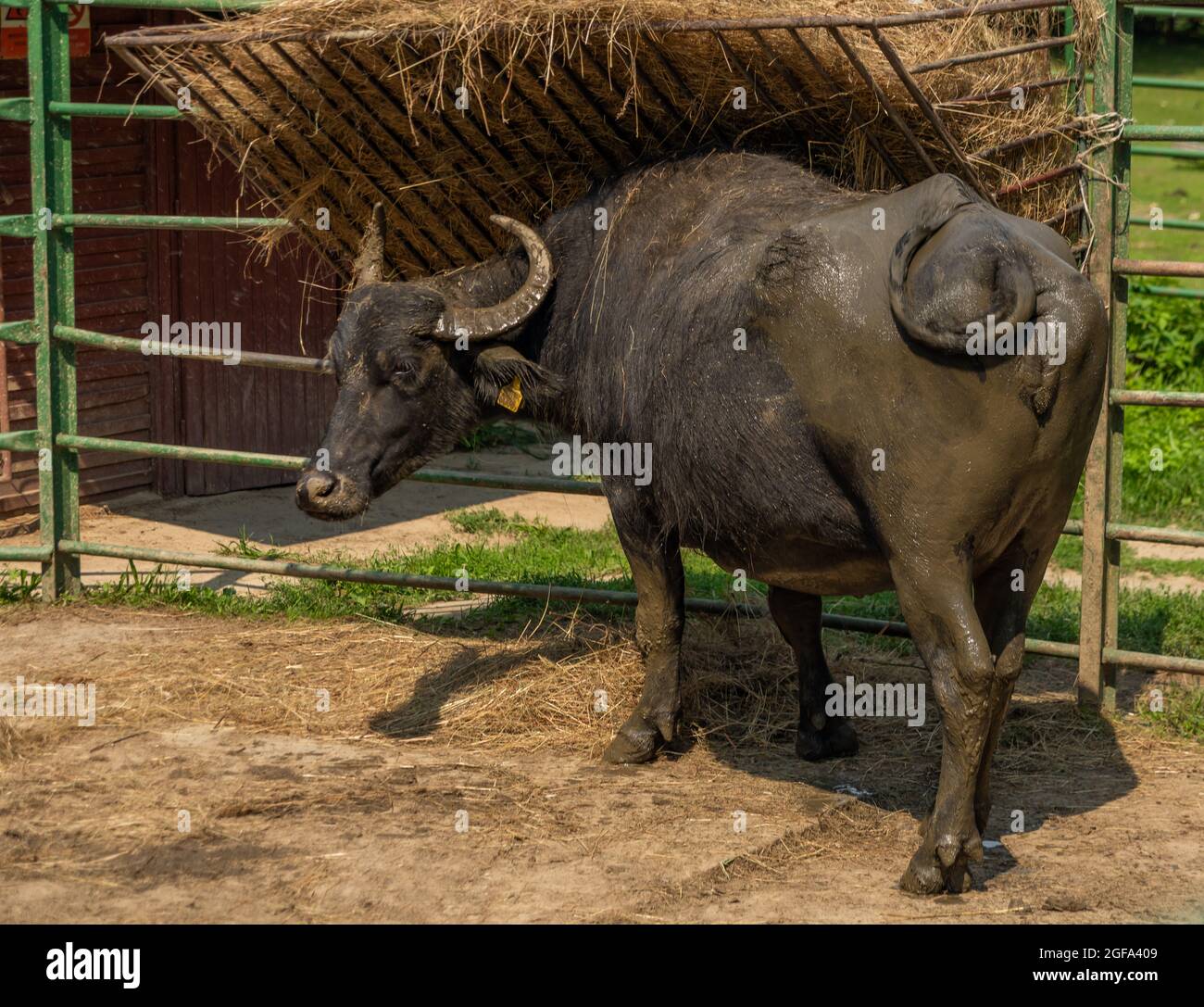 Water bull near feeder with hay in hot summer sunny day Stock Photo - Alamy