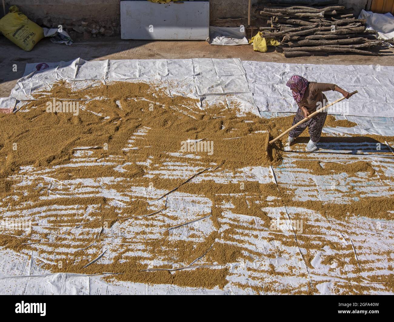 Boiled wheat which is used in bulgur production spreaded on the floor ...