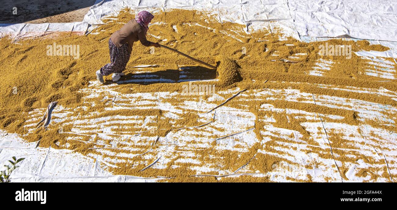 Boiled wheat which is used in bulgur production spreaded on the floor ...