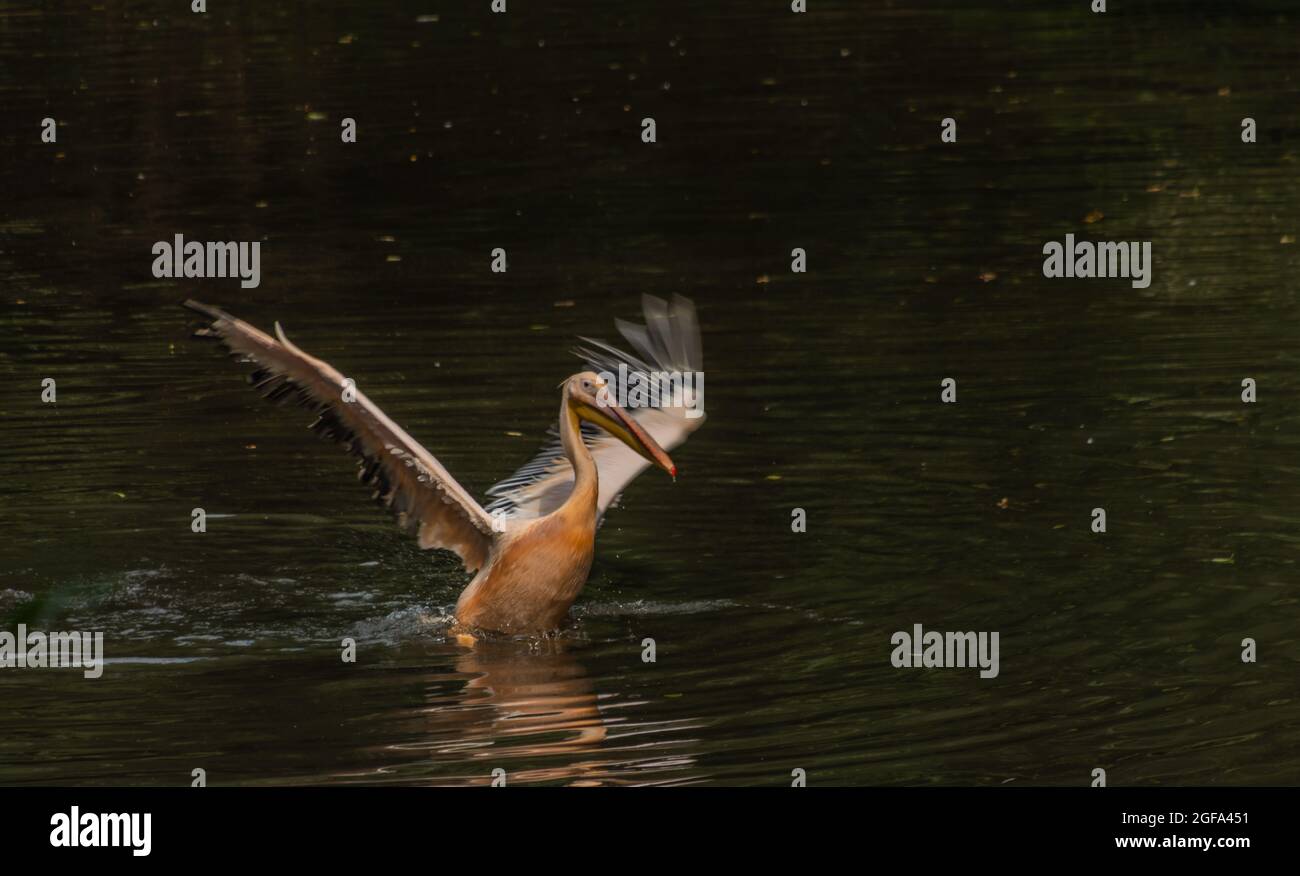 Pelican pink bird in black lake in summer sunny hot day Stock Photo - Alamy