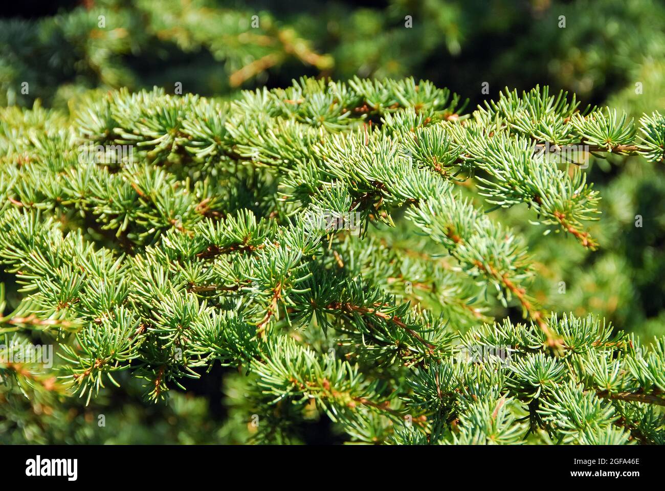 Cyprus cedar, Zypern-Zeder, Cedrus brevifolia, ciprusi cédrus Stock ...