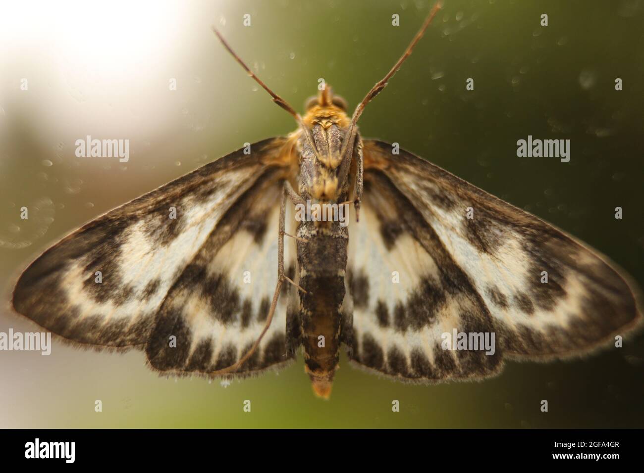 Macro moth hi-res stock photography and images - Alamy