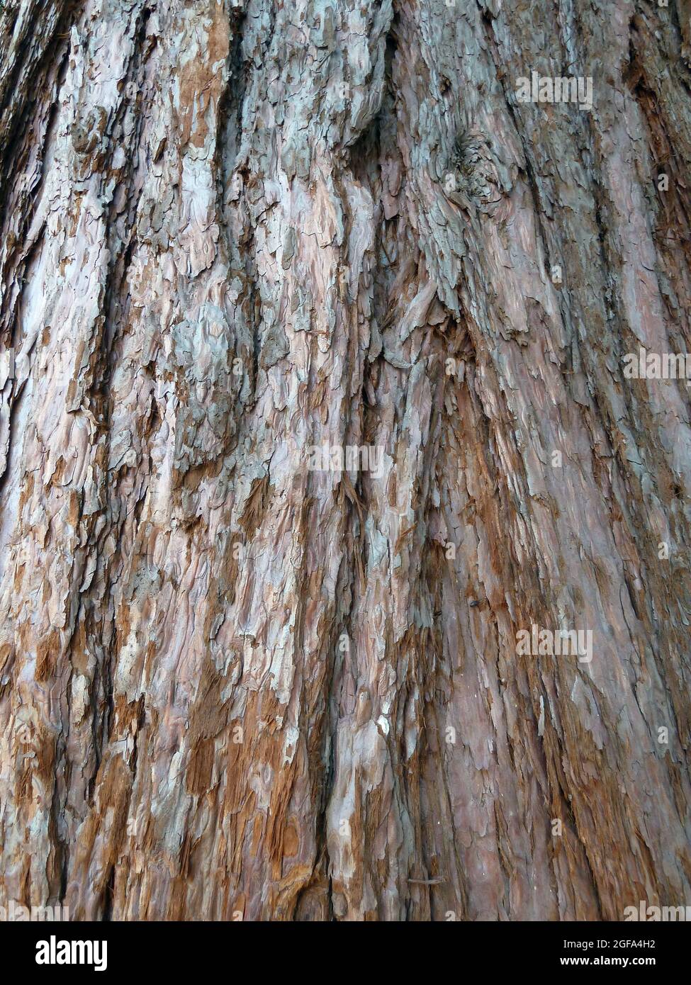 giant sequoia, Riesenmammutbaum, Sequoiadendron giganteum, óriás ...