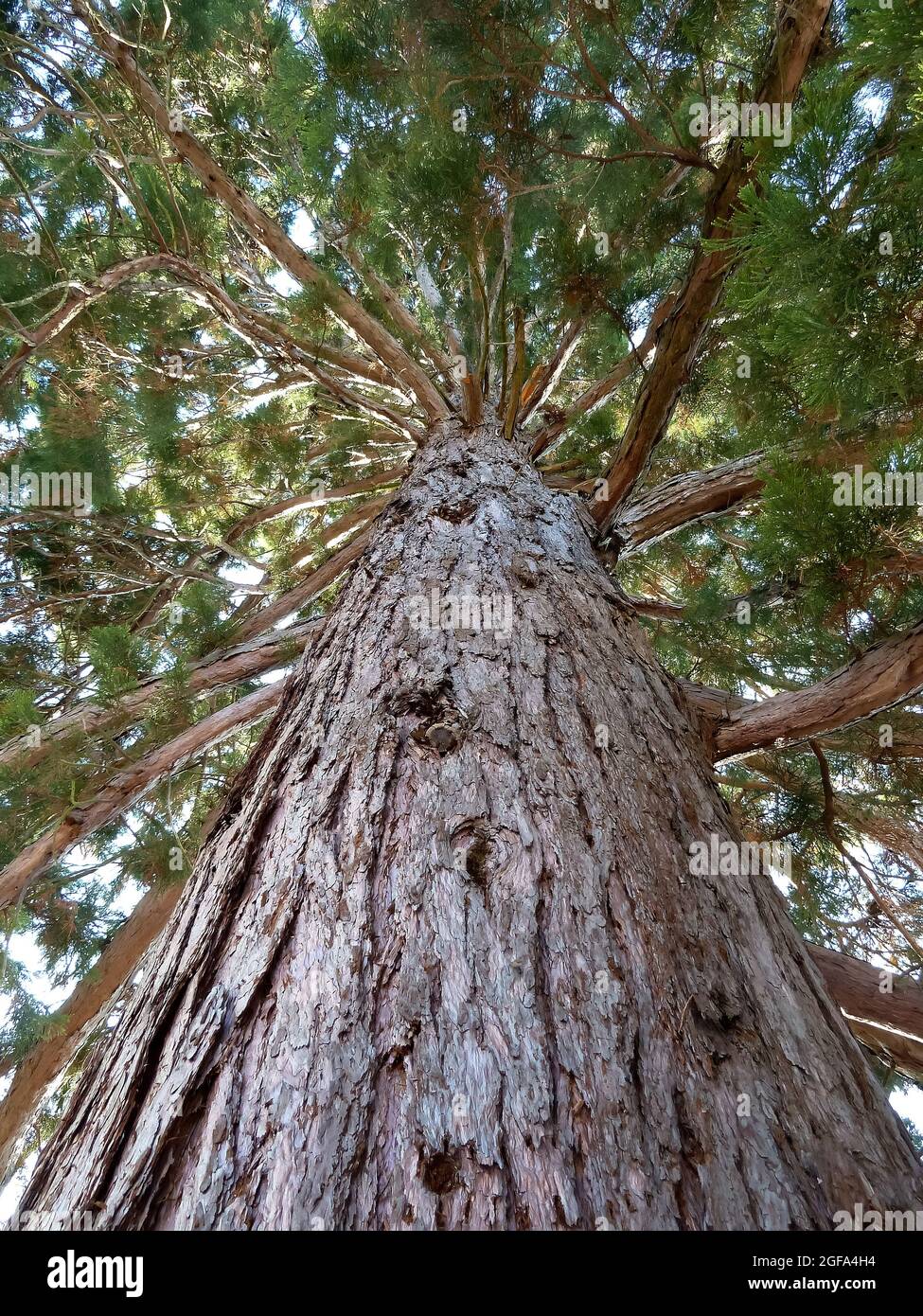 giant sequoia, Riesenmammutbaum, Sequoiadendron giganteum, óriás ...