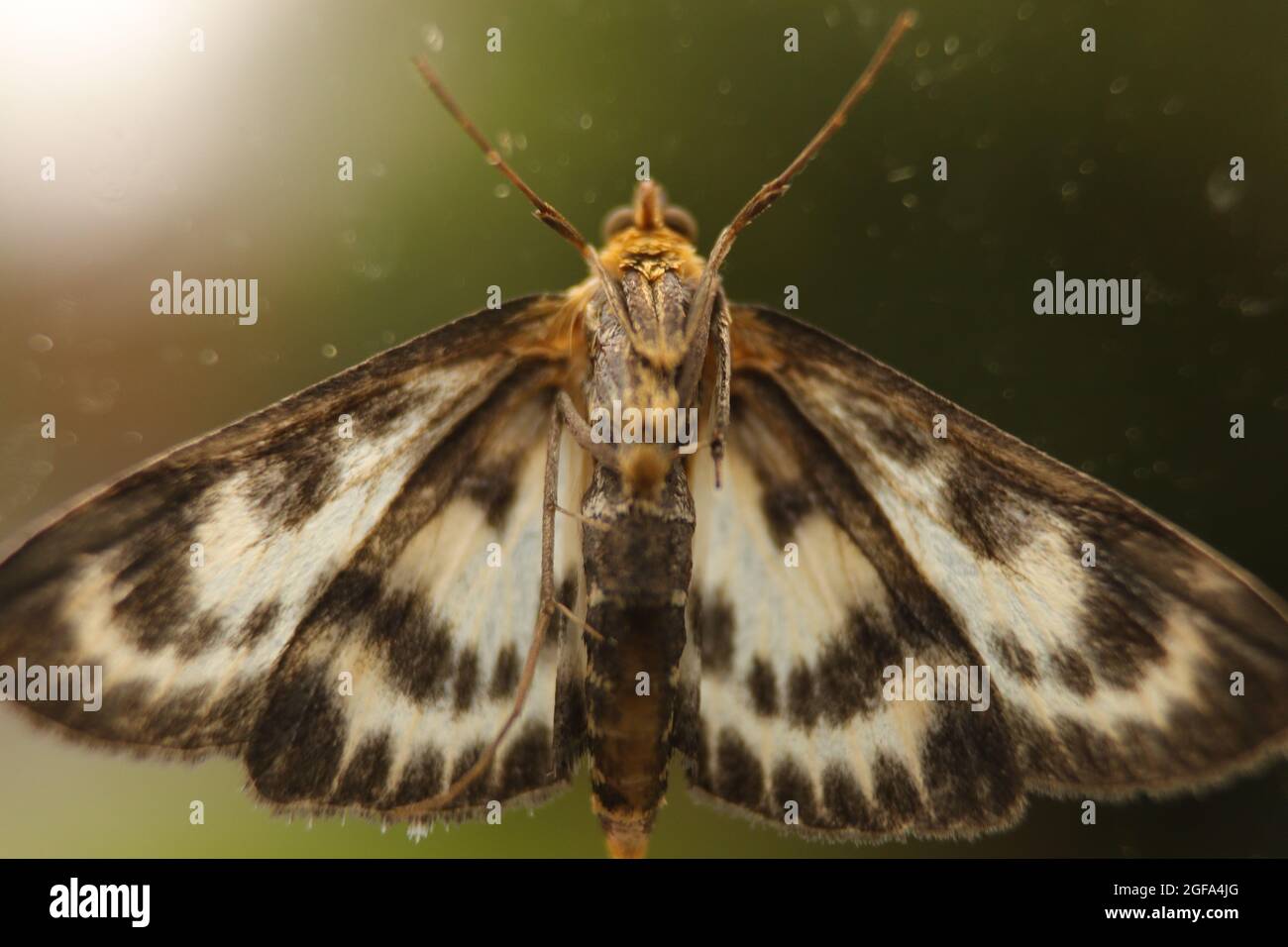 Macro moth hi-res stock photography and images - Alamy