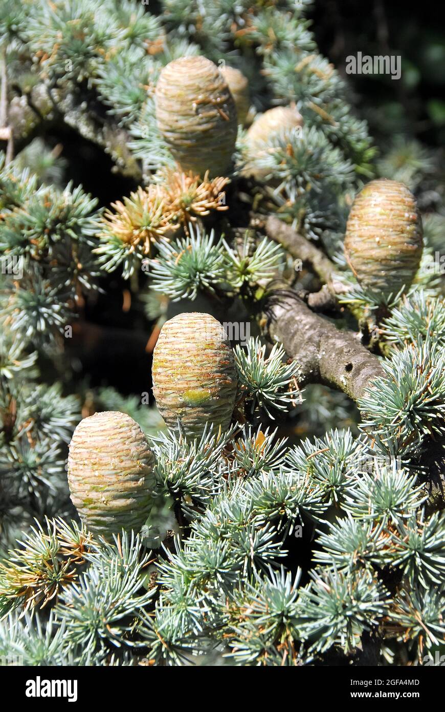 deodar cedar, Himalayan cedar, or deodar, Himalaya-Zeder, Cedrus ...