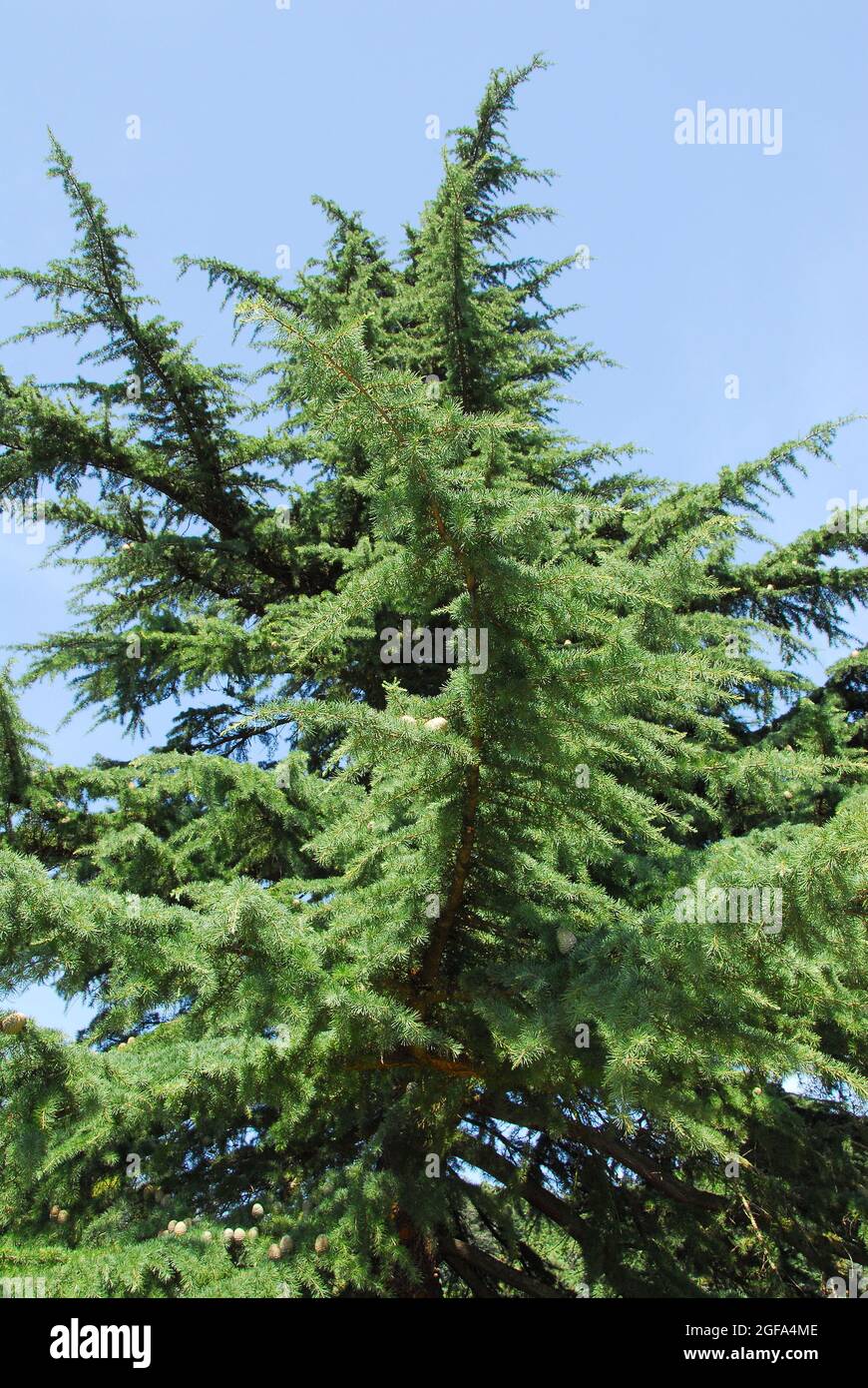 deodar cedar, Himalayan cedar, or deodar, Himalaya-Zeder, Cedrus ...
