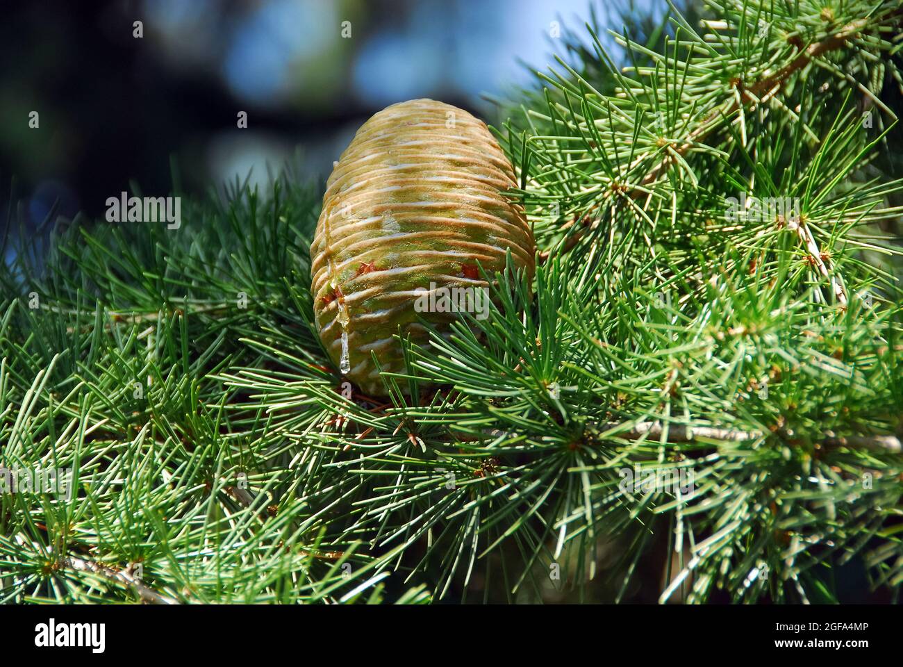 Deodar Tree High Resolution Stock Photography and Images - Alamy