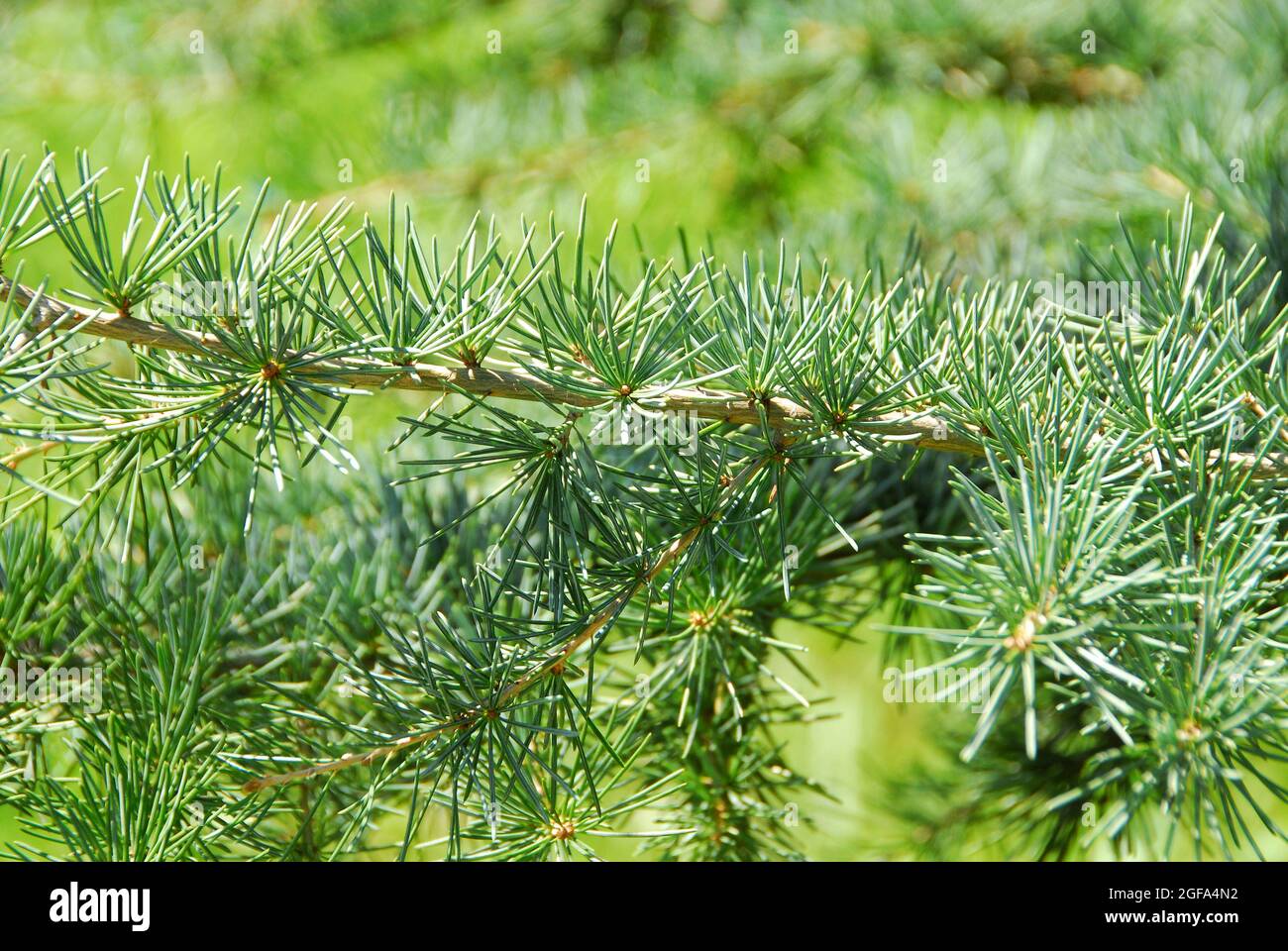 Deodar cedar tree himalaya hi-res stock photography and images - Alamy