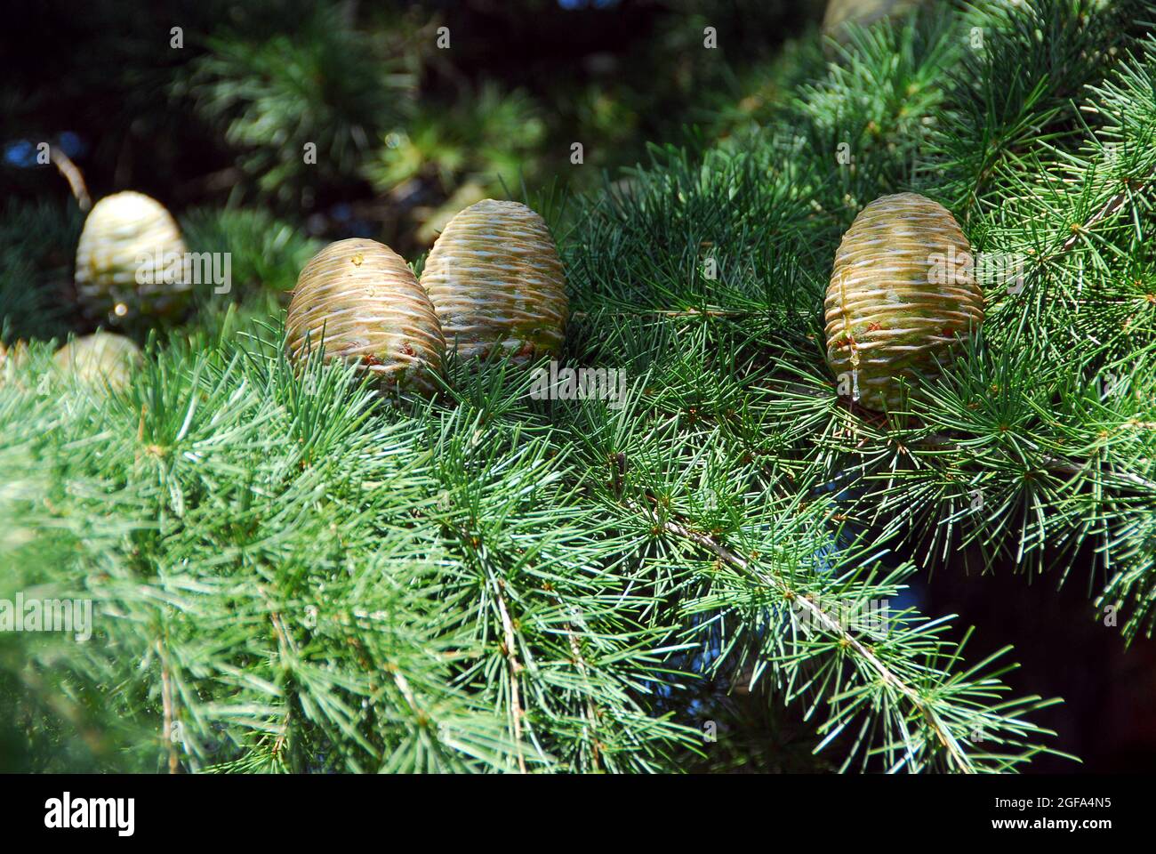 deodar cedar, Himalayan cedar, or deodar, Himalaya-Zeder, Cedrus ...