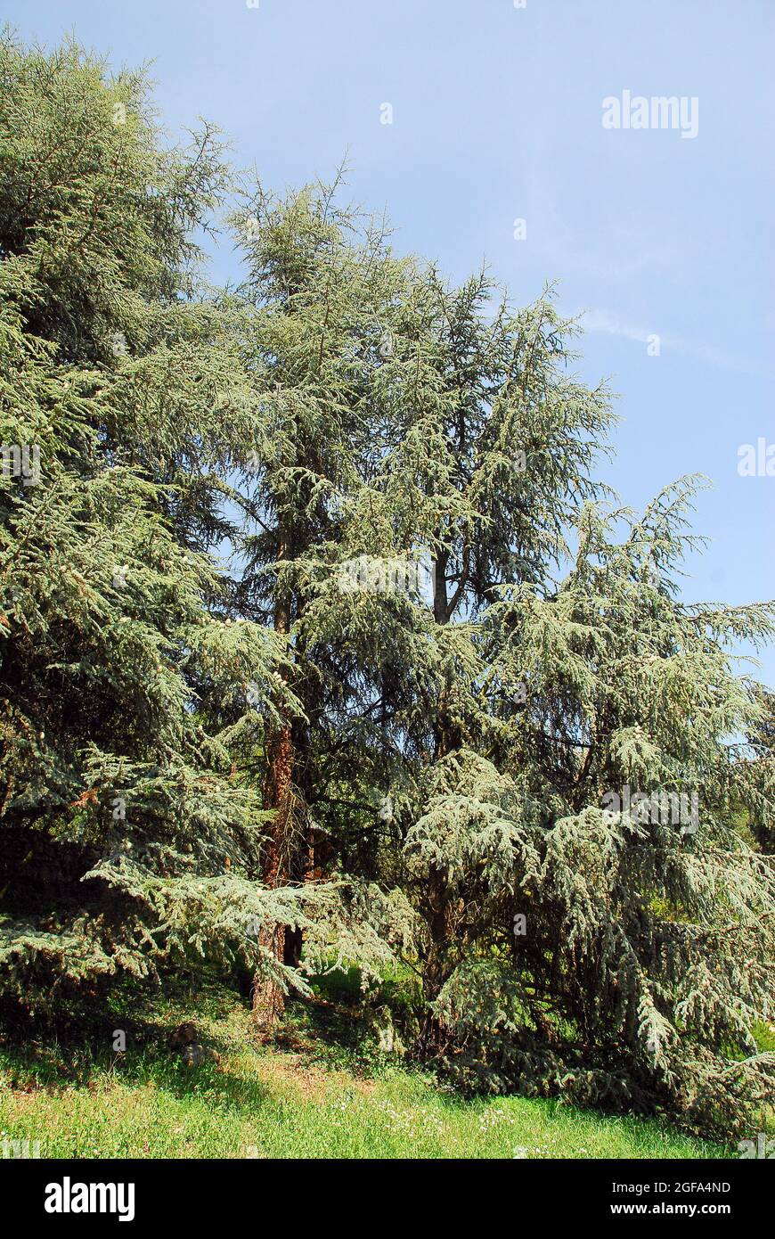 Deodar Tree High Resolution Stock Photography and Images - Alamy