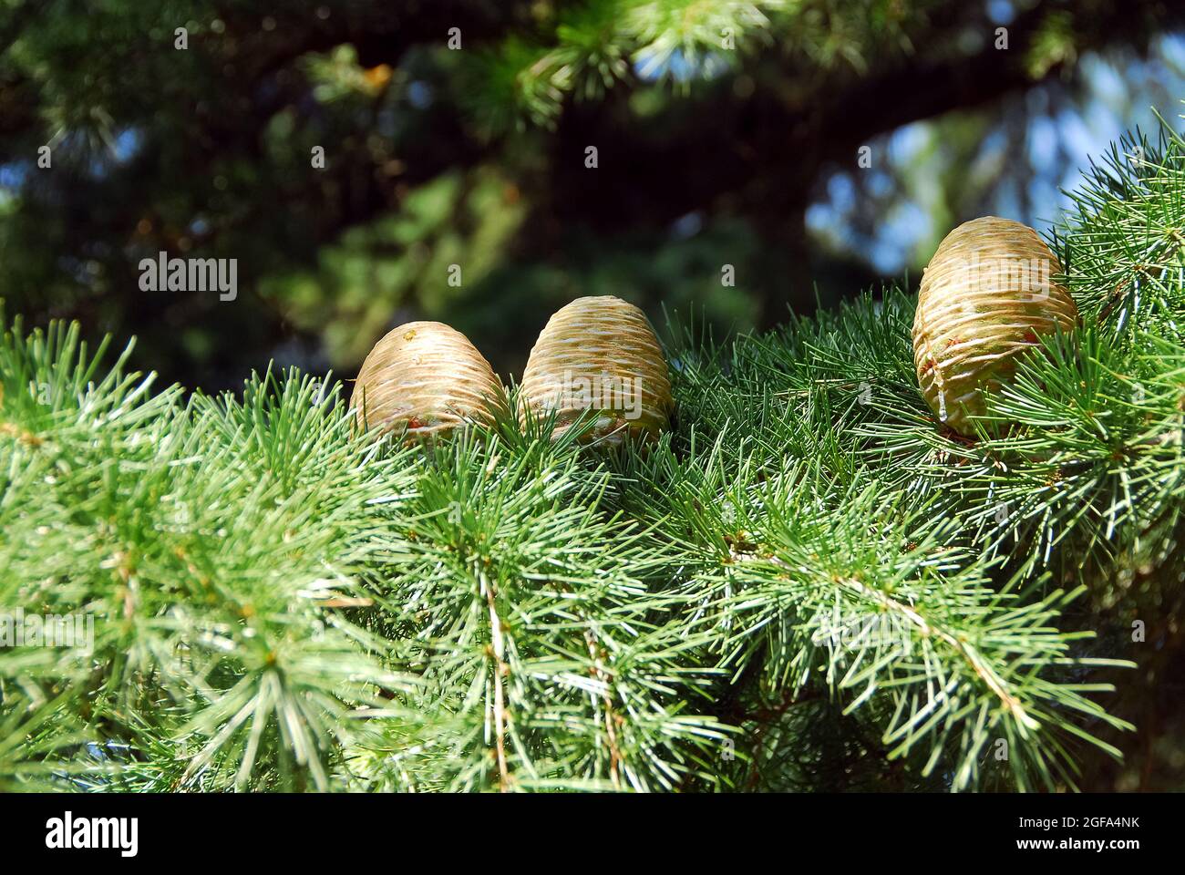 deodar cedar, Himalayan cedar, or deodar, Himalaya-Zeder, Cedrus ...