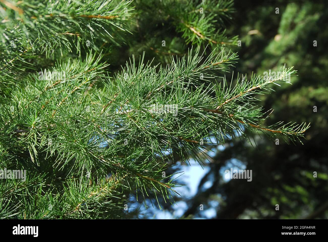 deodar cedar, Himalayan cedar, or deodar, Himalaya-Zeder, Cedrus ...