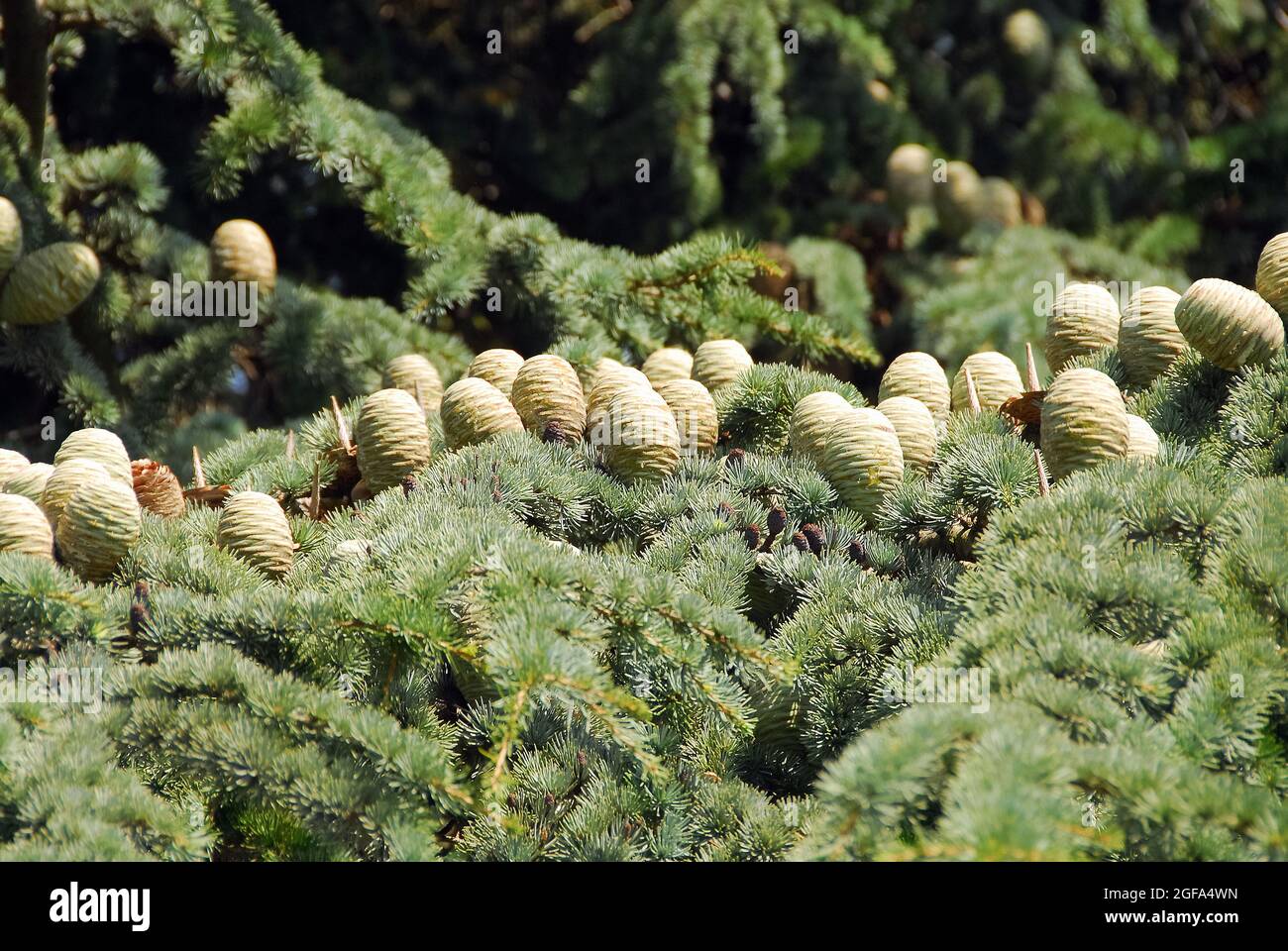 deodar cedar, Himalayan cedar, or deodar, Himalaya-Zeder, Cedrus ...