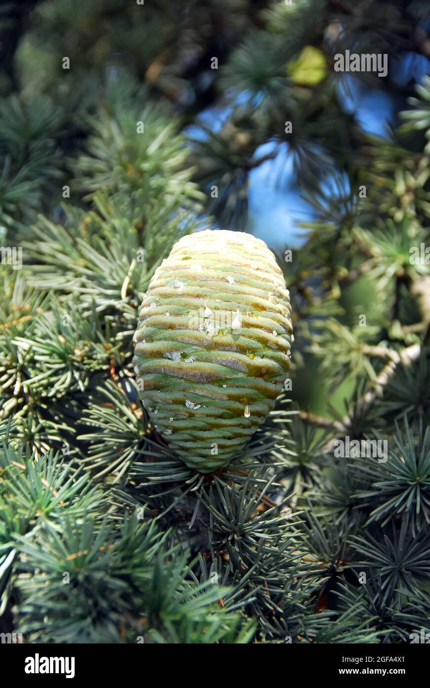deodar cedar, Himalayan cedar, or deodar, Himalaya-Zeder, Cedrus ...