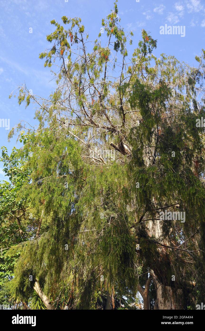 Juniperus cedrus tenerife hi-res stock photography and images - Alamy