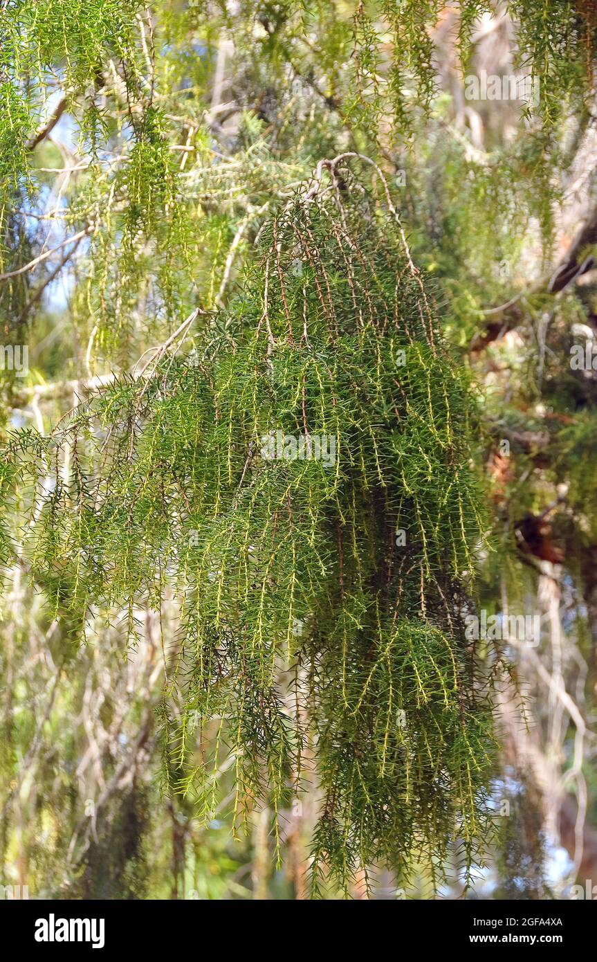 Juniperus cedrus tenerife hi-res stock photography and images - Alamy