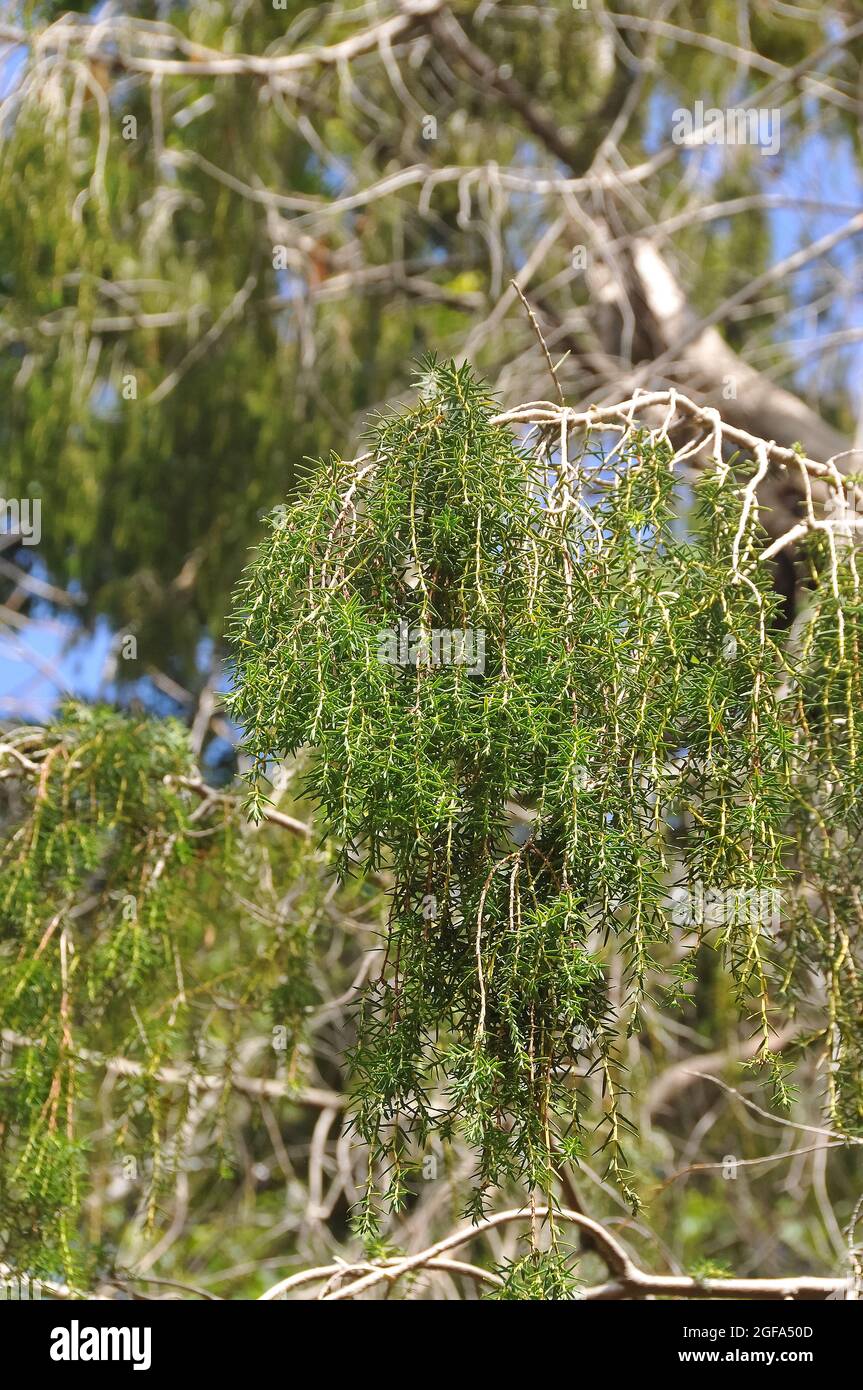 Zedern hi-res stock photography and images - Alamy