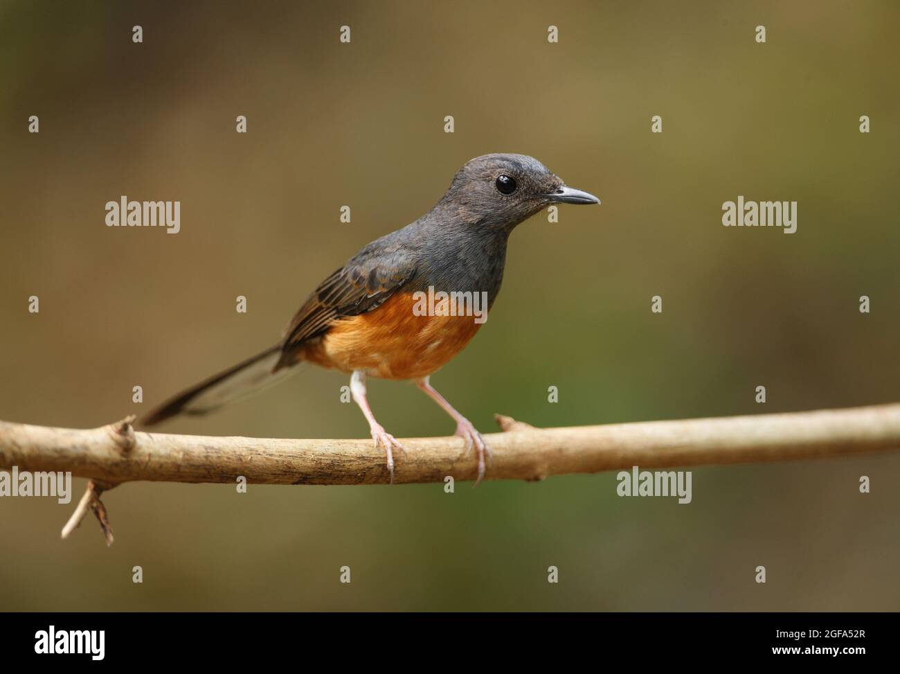 Shama bird hi-res stock photography and images - Alamy