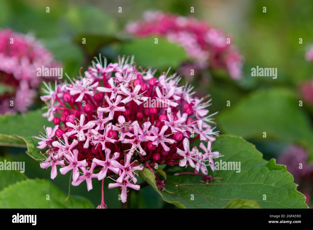 Close up of Mexican hydrangea (clerodendrum bungei) flowers in bloom ...