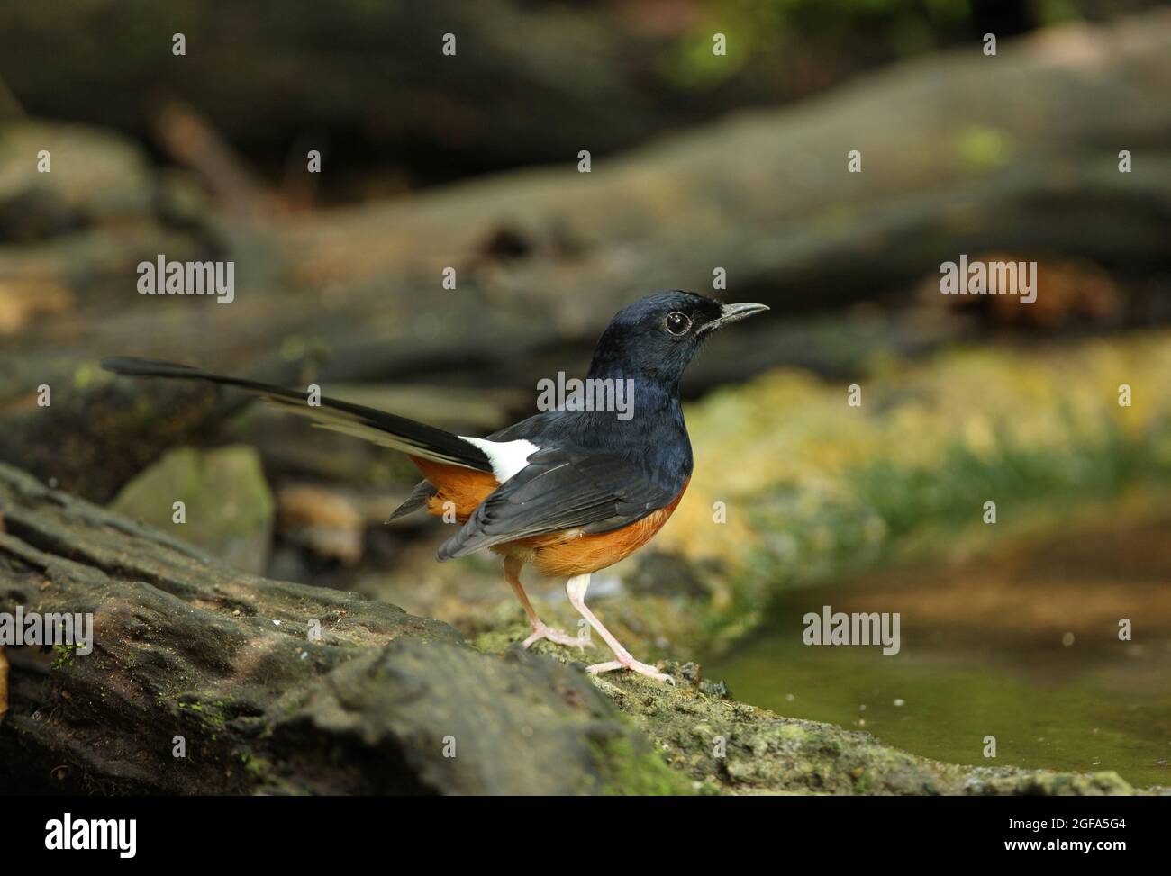 Shama bird hi-res stock photography and images - Alamy