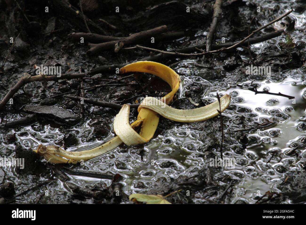 Closeup of a banana peel on the dirty rain pond in the daylight Stock ...