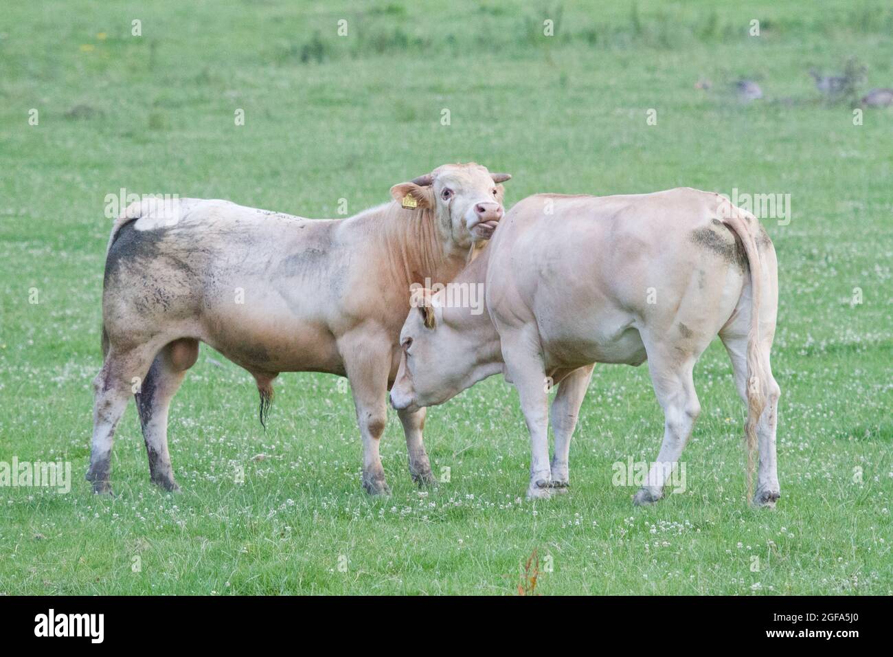 Dirty cows grazing on a farm field in the daylight with a blurry ...
