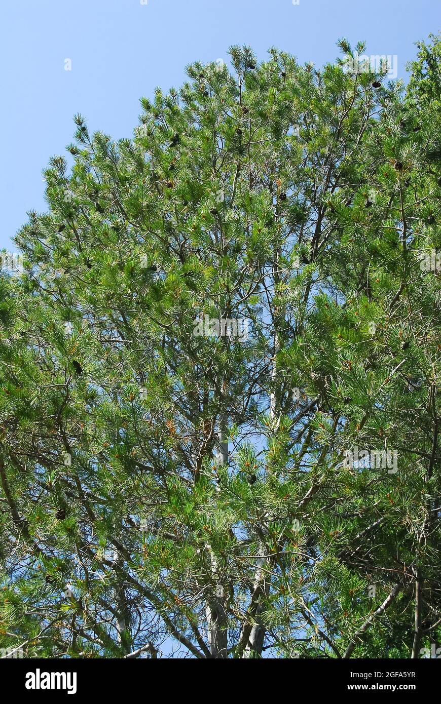 Lacebark pine tree hi-res stock photography and images - Alamy