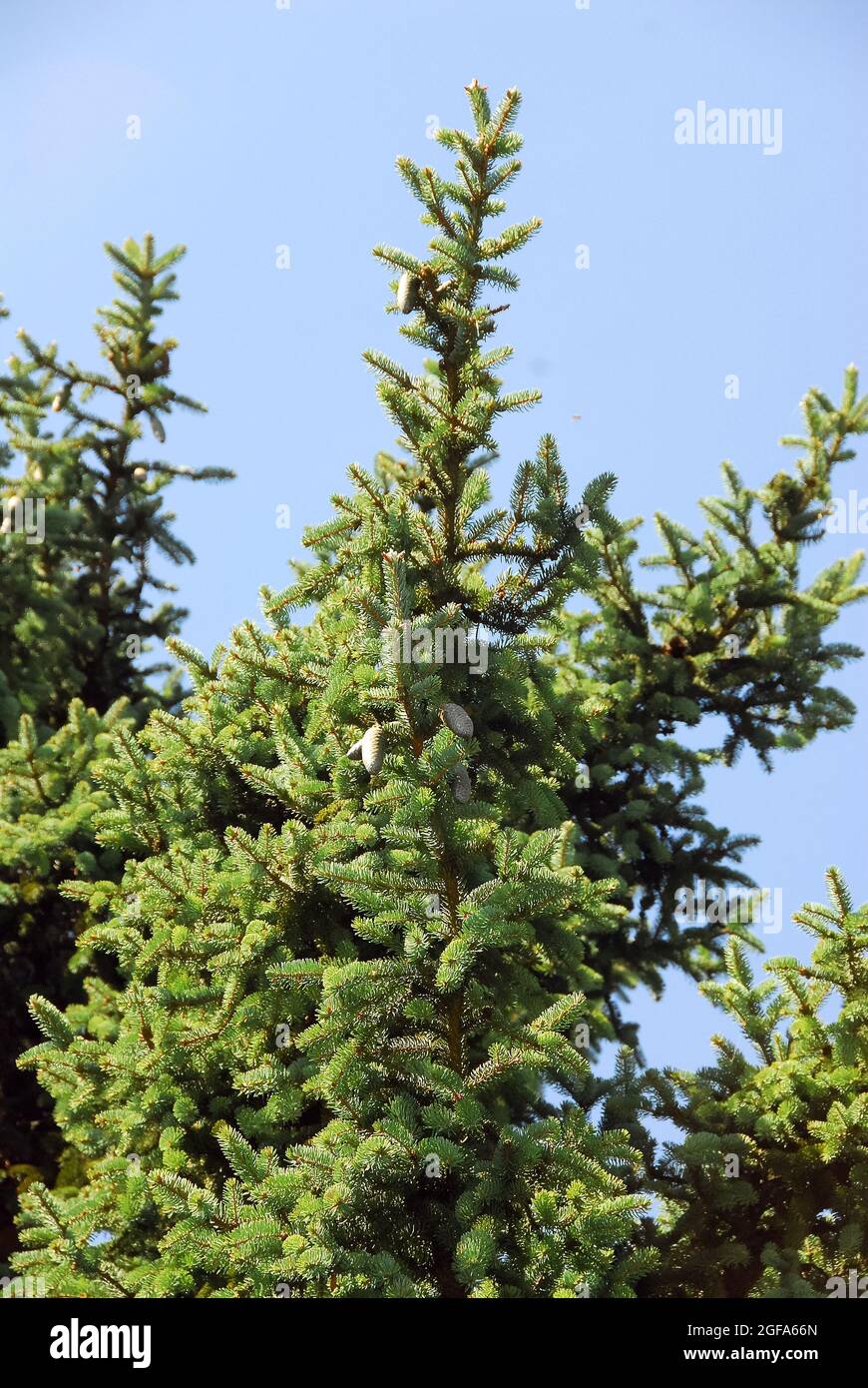Wilsons Fichte, Picea wilsonii, Wilson-lucfenyő Stock Photo - Alamy