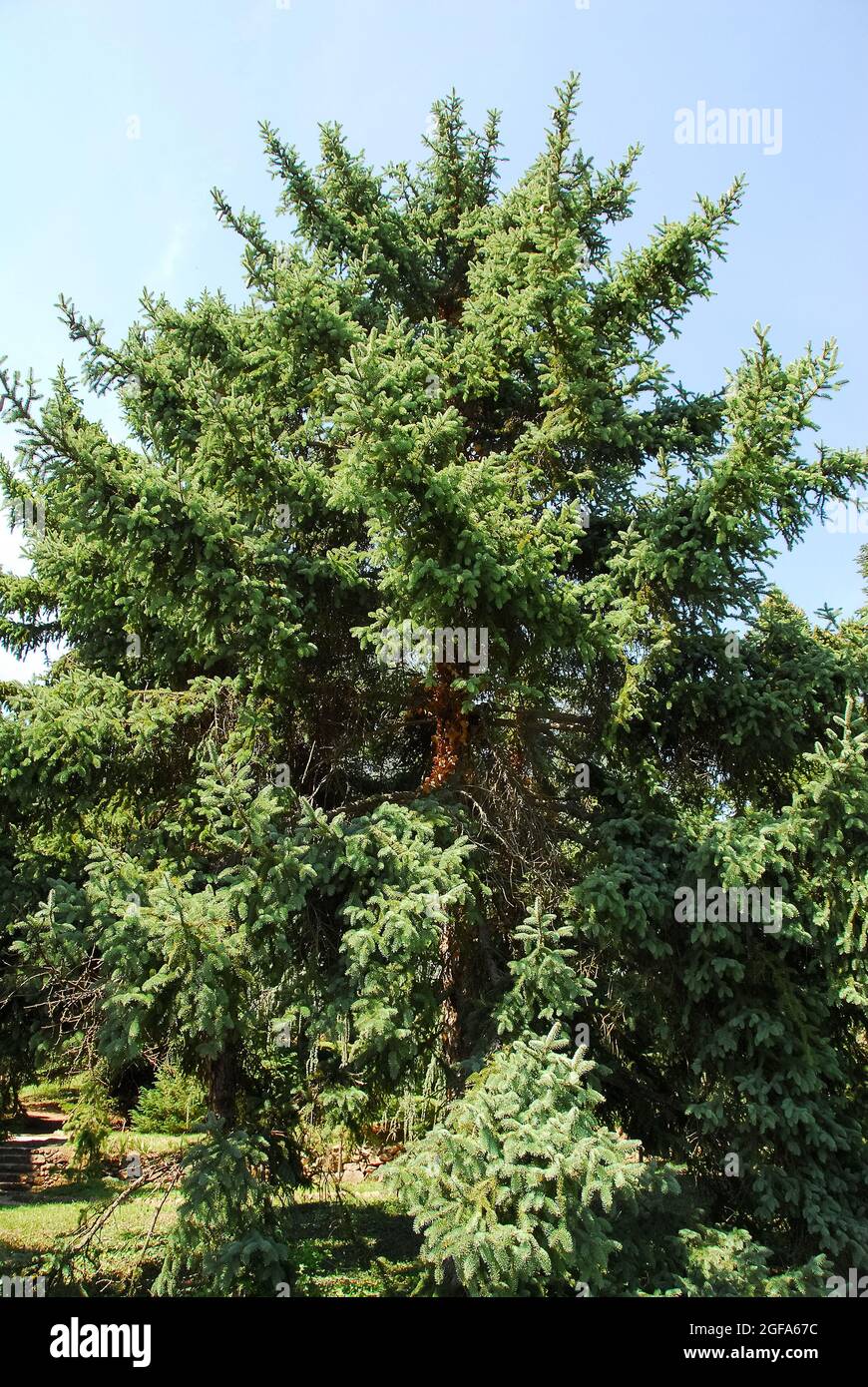 Wilsons fichte hi-res stock photography and images - Alamy