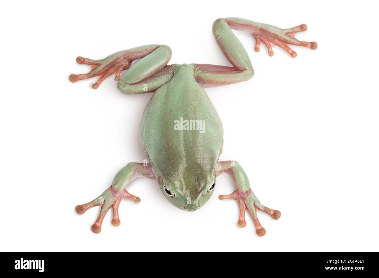The Australian green tree frog isolated on white background with ...