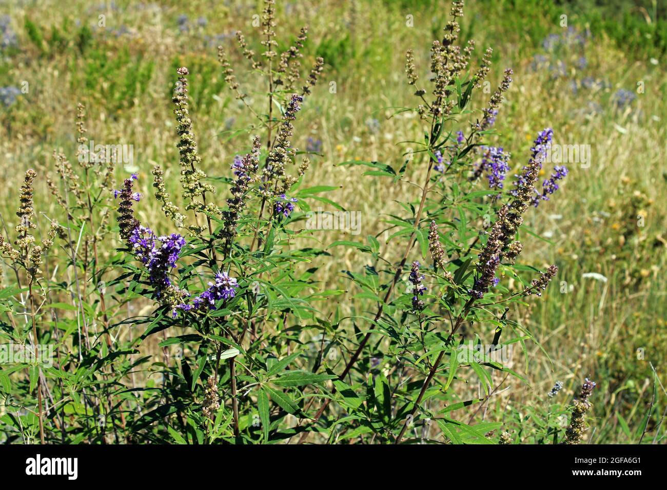 Baska, island Krk, phenomenal Zarok - sandy area, rare wild vegetation ...