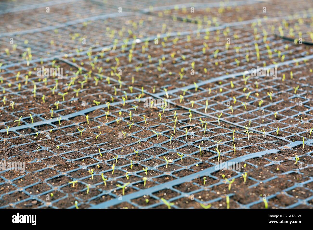 Black trays with soil for seedlings close up Stock Photo - Alamy