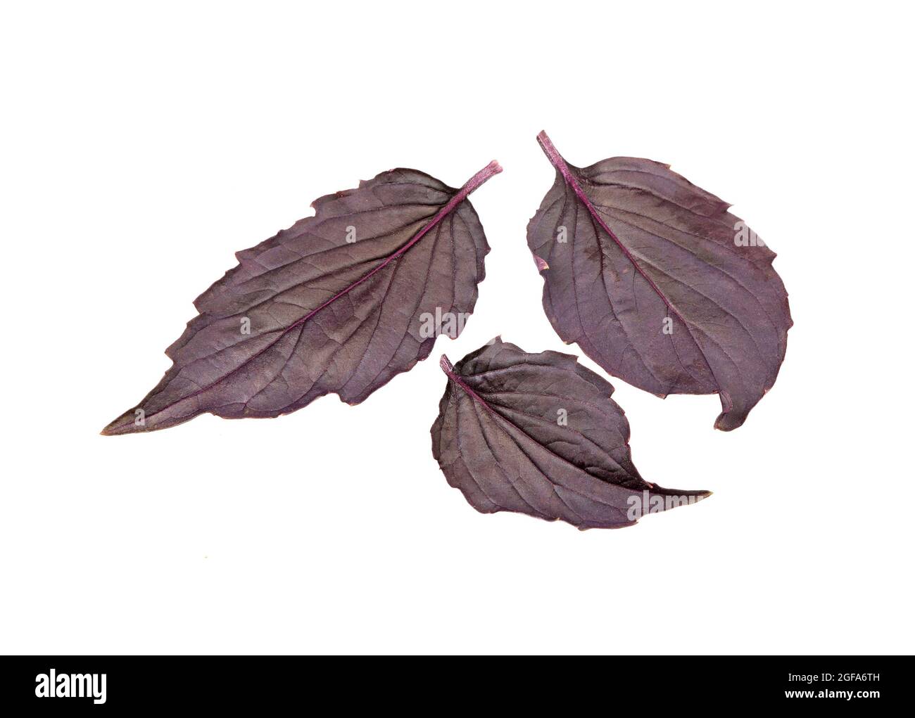 Basil. Red basil herb leaves isolated on white background. Purple Dark ...