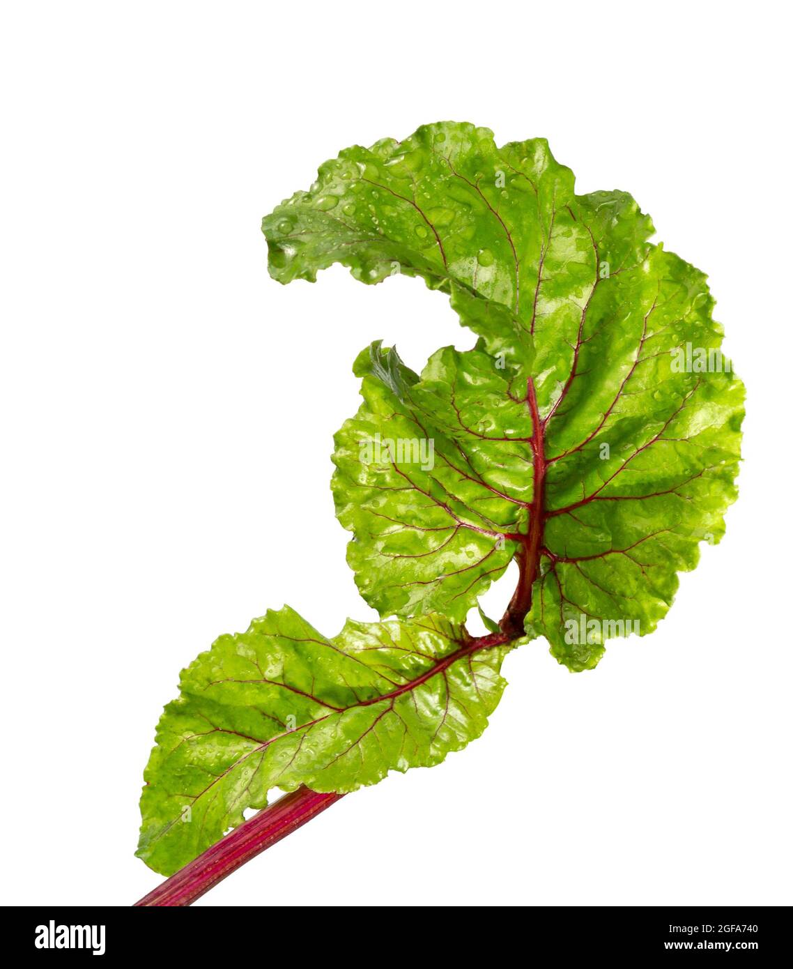 Beet leaves. Beetroot leaves, fresh beet leaf isolated on white ...