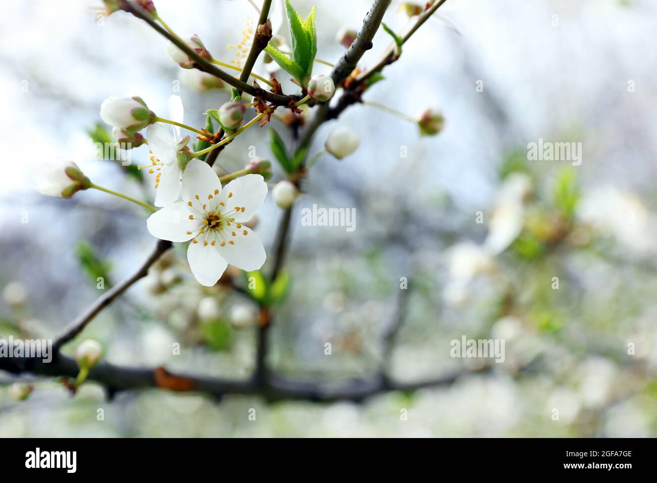 White blooming tree branch Stock Photo - Alamy