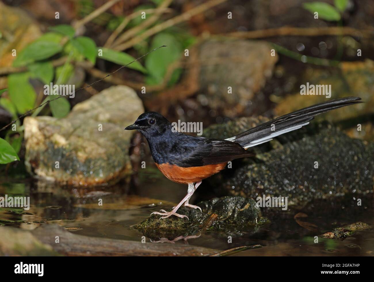 Shama bird hi-res stock photography and images - Alamy