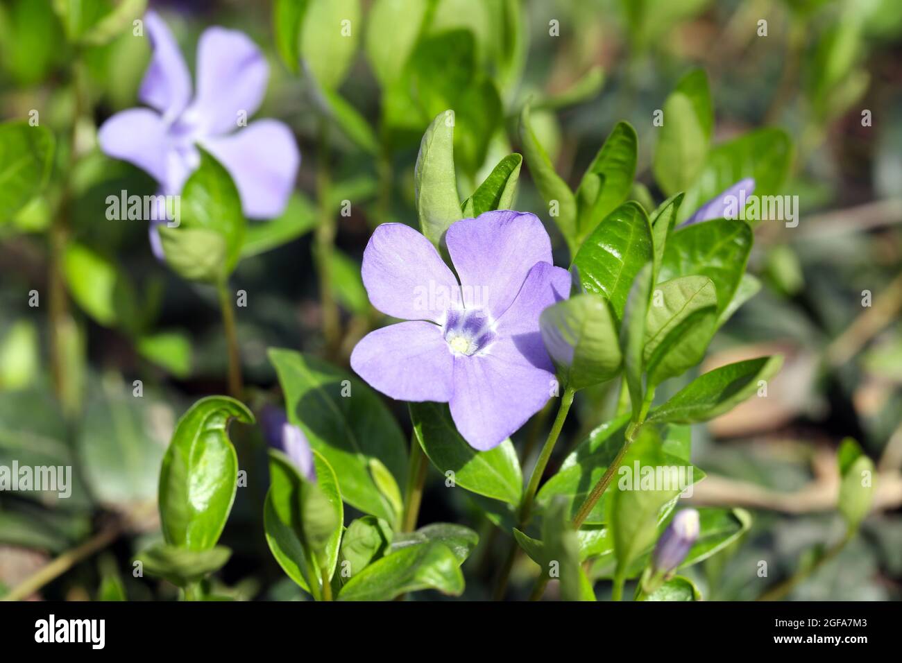 Periwinkle blue spring flowers in the garden Stock Photo - Alamy