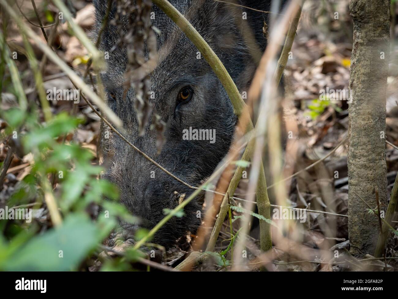 Wild boars head hi-res stock photography and images - Alamy