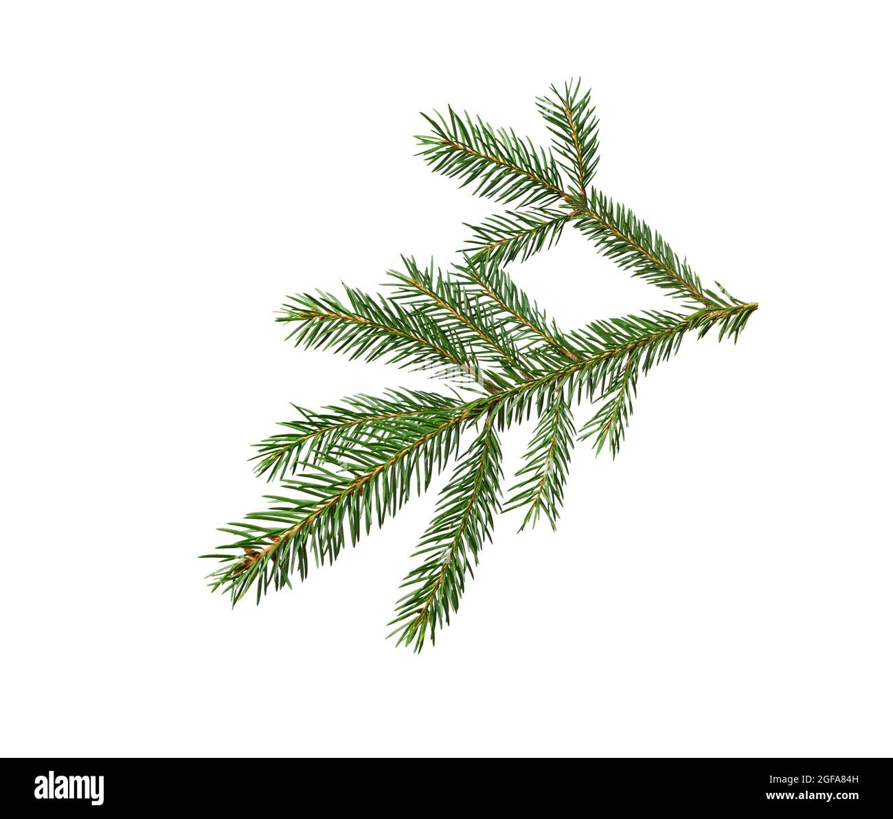 Decorate tree branch hi-res stock photography and images - Alamy