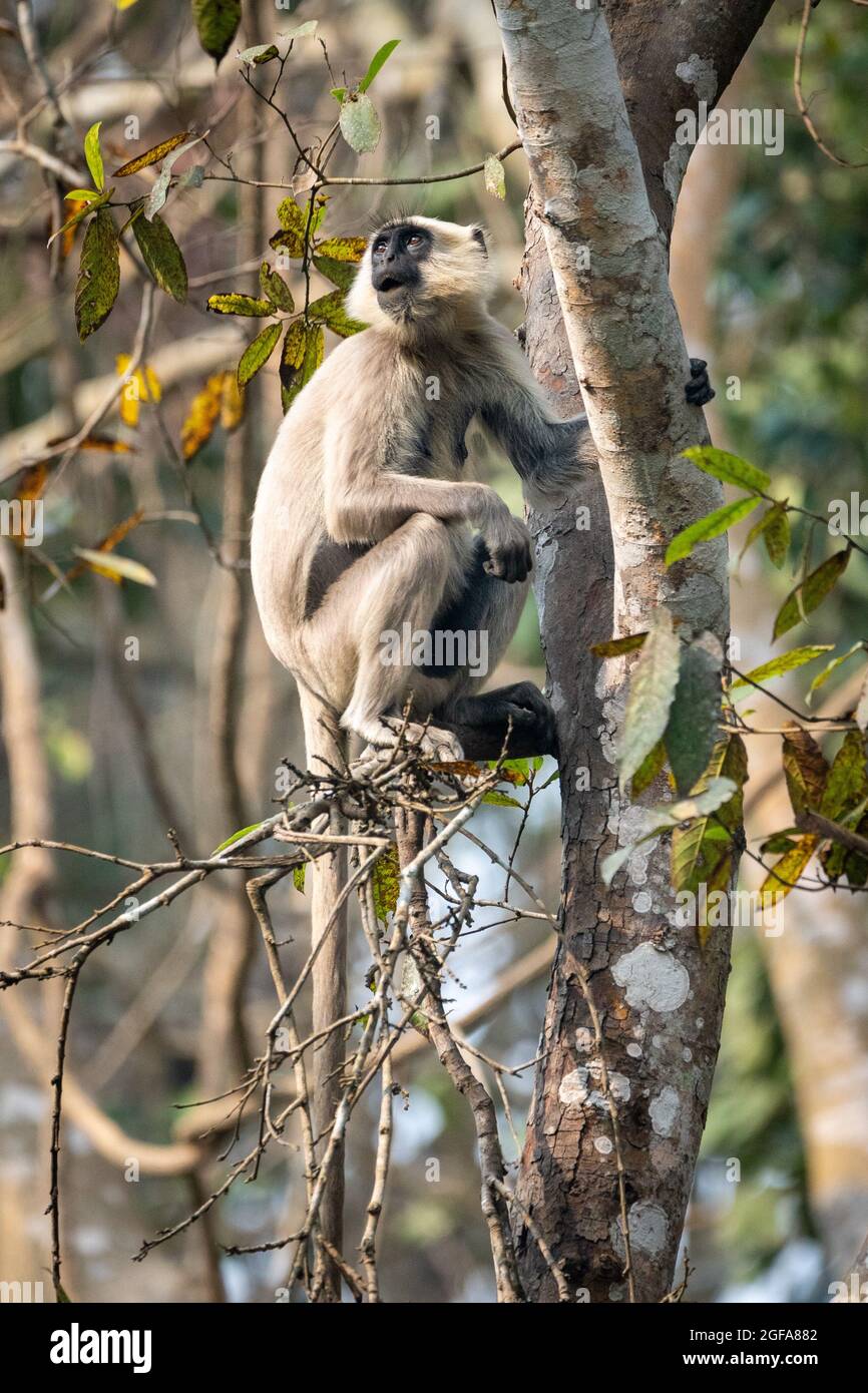 Vertical closeup of the Northern plains gray langur on the tree Stock ...