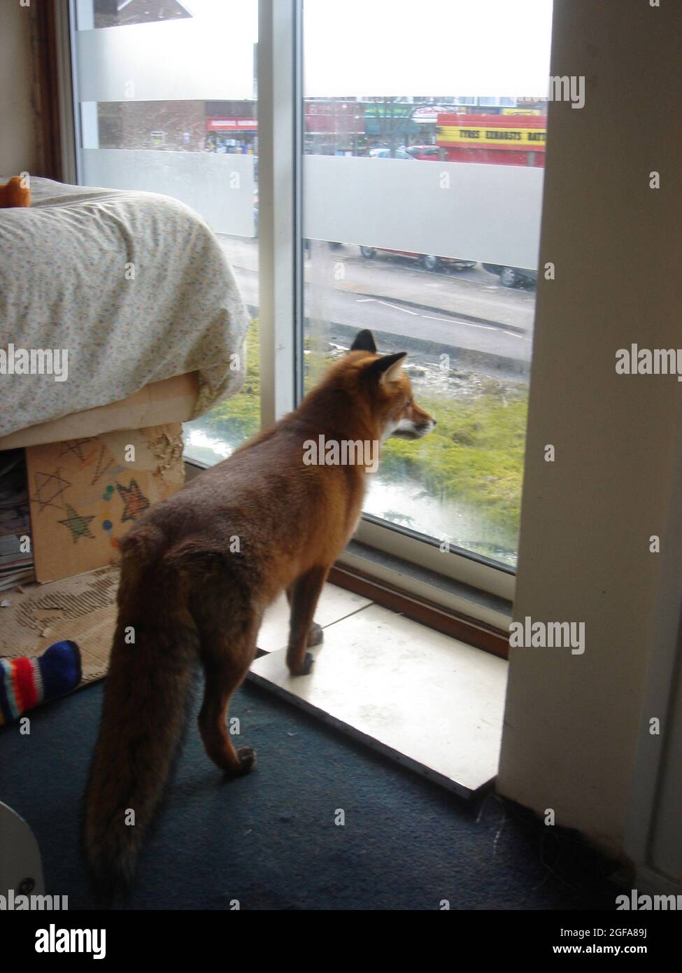 6 year old fox Miss Snooks looks out of the window of her flat provided ...
