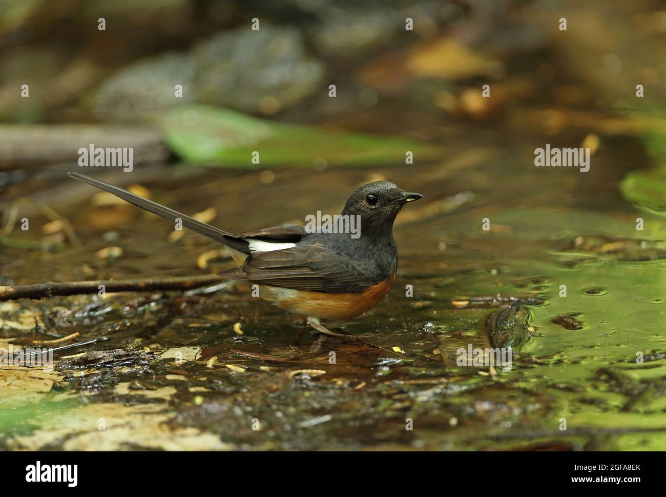 Shama bird hi-res stock photography and images - Alamy